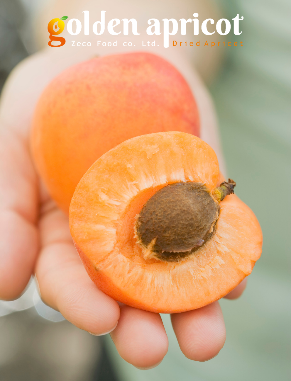 Golden Apricot / Dried Apricot Exporter / Turkey – Dried Apricot, Figs ...